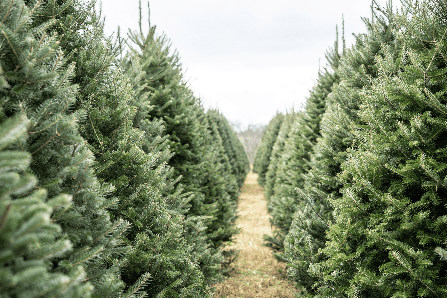 Real Christmas Trees - FREE Delivery